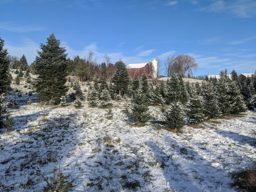 Beckwith Family Christmas Trees - Outdoor Service Expert at 189 Mill St ...
