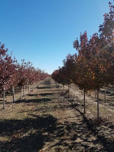 Prairie Fire Tree Farm - Outdoor Service Expert at 32 24th Ave ...